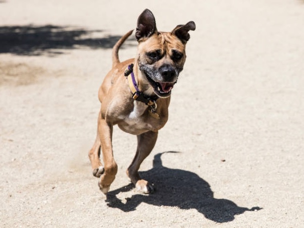 3-Legged Dogs Can Bite As Much As Any Other Dog - Allcock Marcus